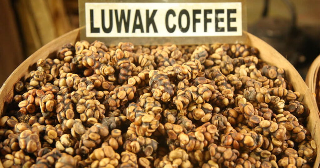 Luwak Coffee – Everything You Need To Know